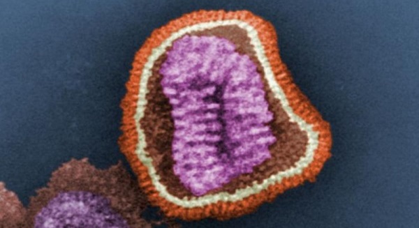 A Macromolecule to Destroy All Viruses | BeWellBuzz